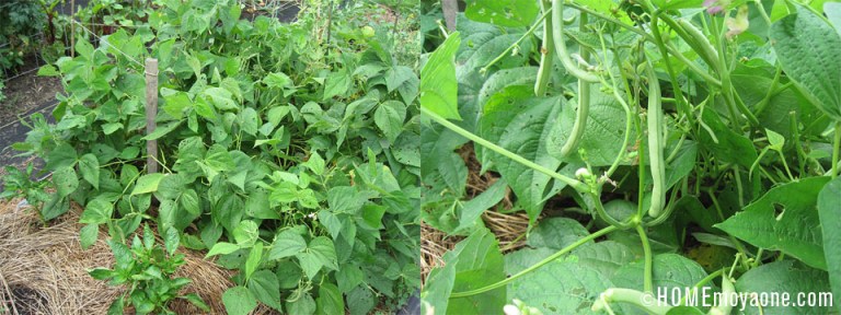 The garden plot and putting up | home moyaone