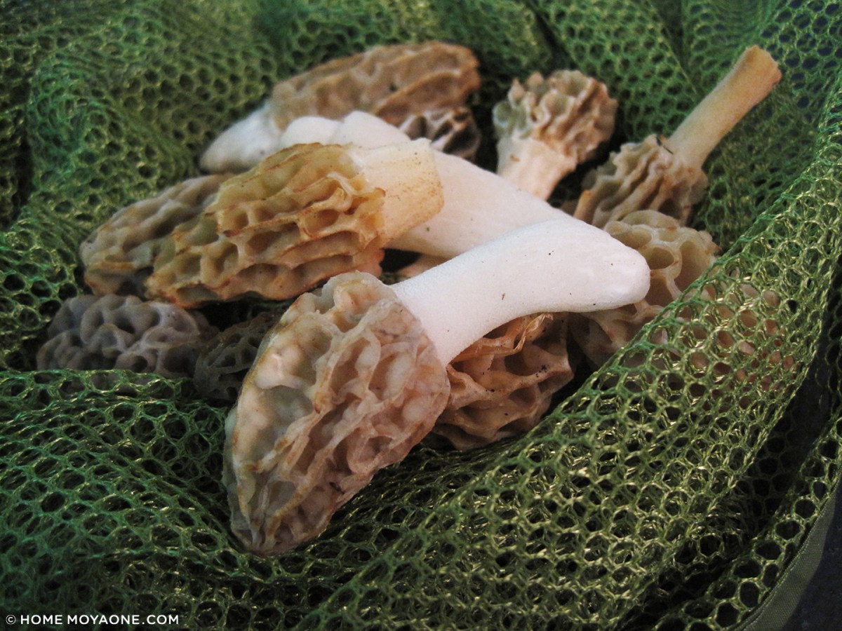 It’s morel season in the Moyaone Reserve | home moyaone